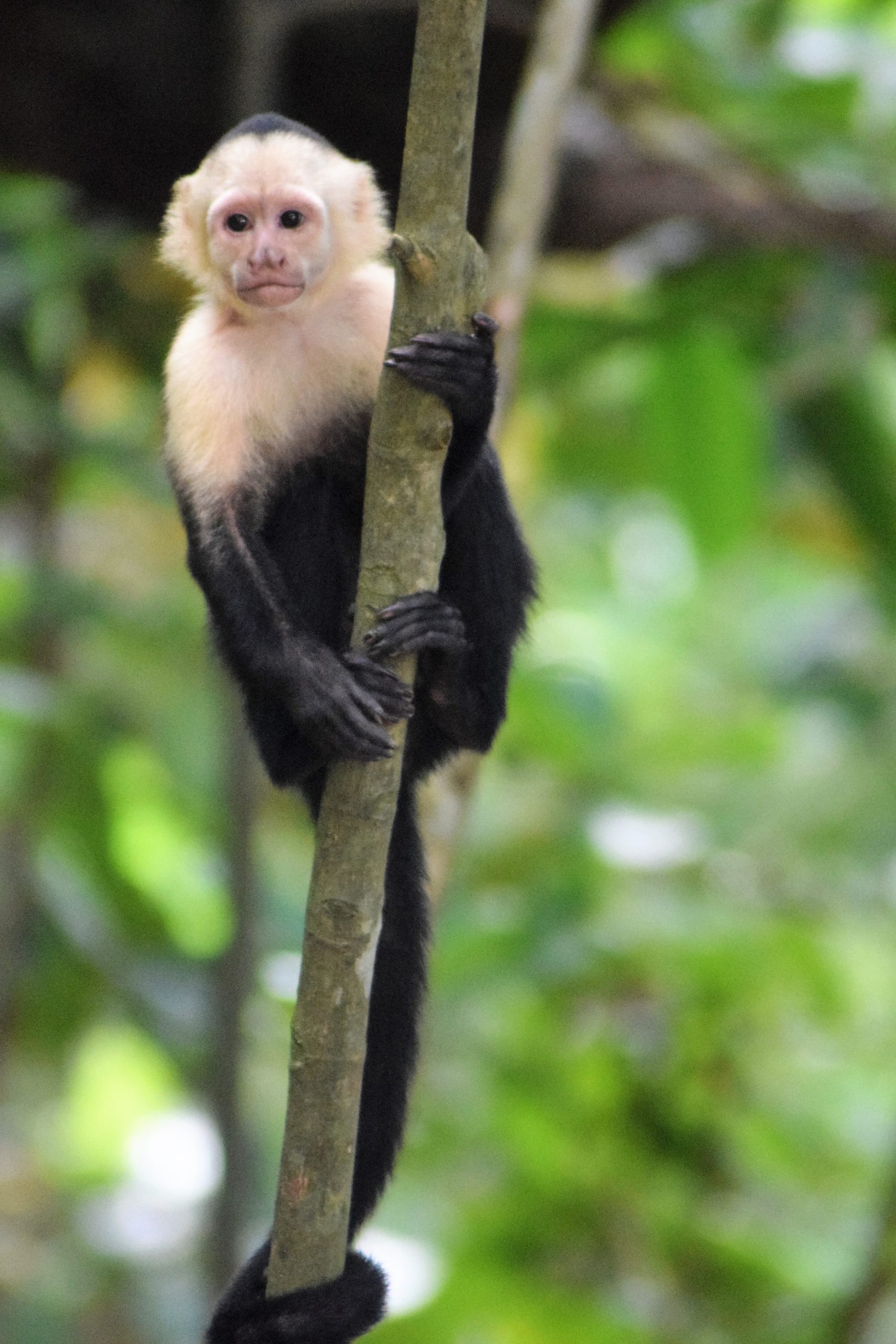 En qué parque de Colombia puedes ver al mono cariblanco | Info Taxi ...